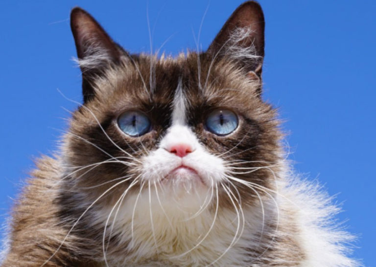 Grumpy Cat, World's Grumpiest Cat, Has Died - aNb Media, Inc.