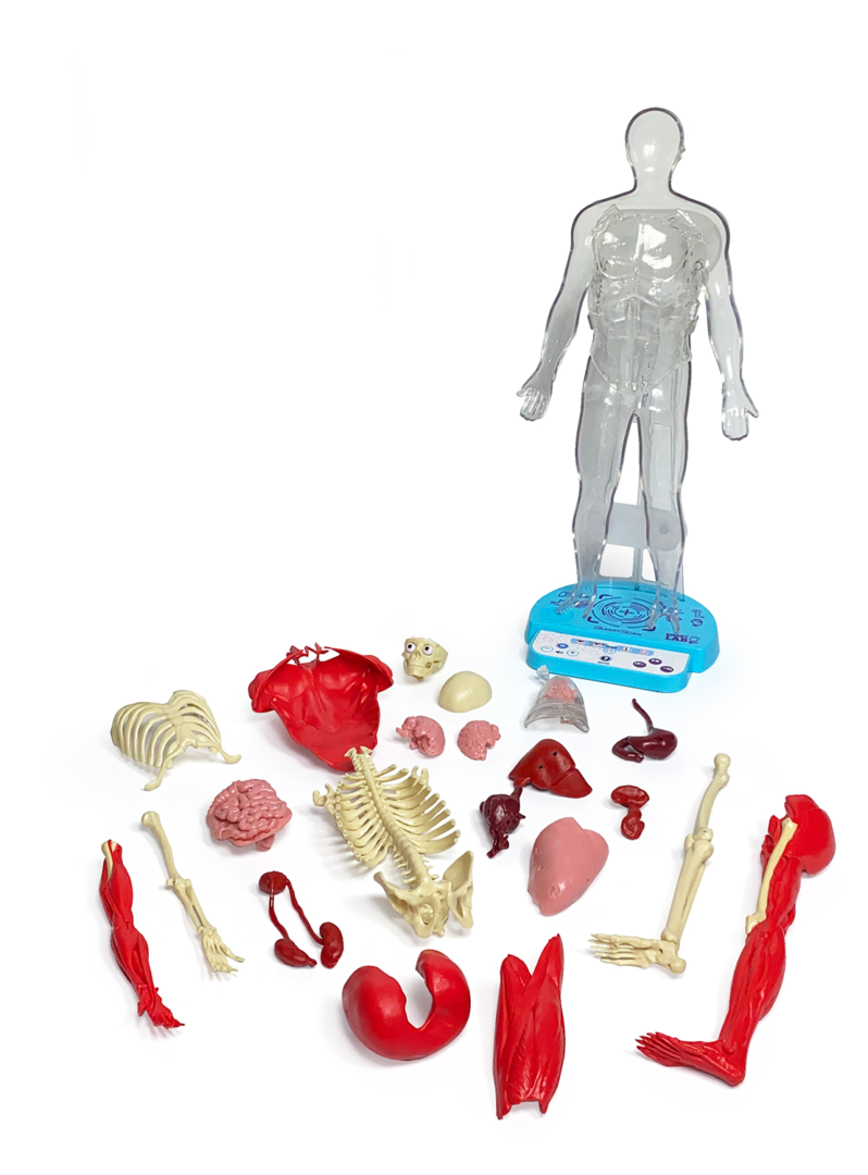 SmartLab Toys Inspires Scientific Minds with New Ultimate Squishy Human ...