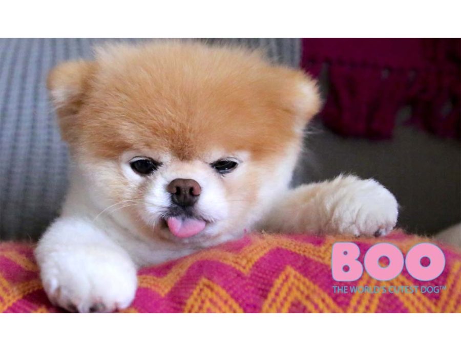 Boo the World's Cutest Dog Shop Coming Soon with Merch from Threadless ...